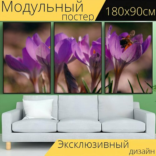 Модульный постер "Весна, крокус, фиолетовый" 180 x 90 см. для интерьера