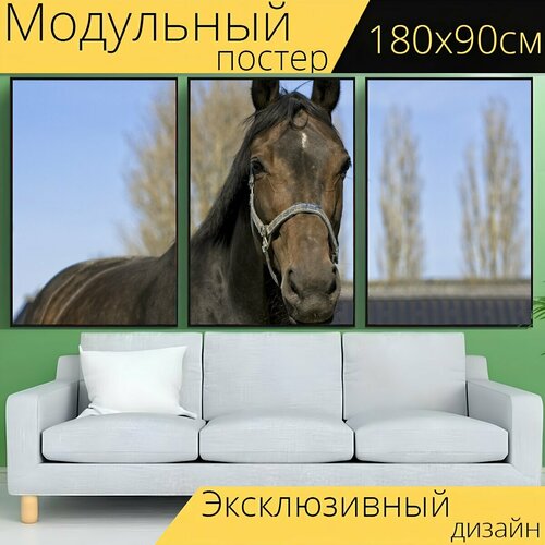 Модульный постер "Лошадь, лошадиная голова, недоуздок" 180 x 90 см. для интерьера