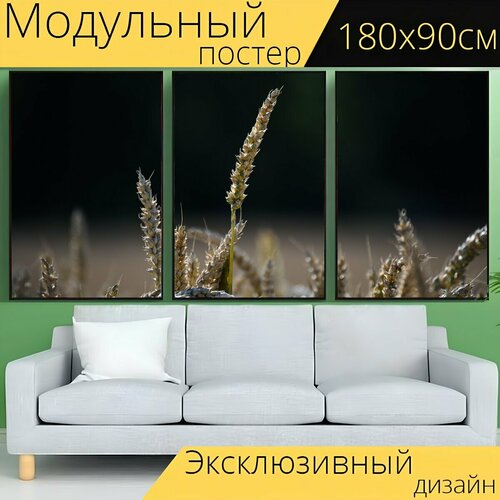 Модульный постер "Пшеница, поле, сельское хозяйство" 180 x 90 см. для интерьера