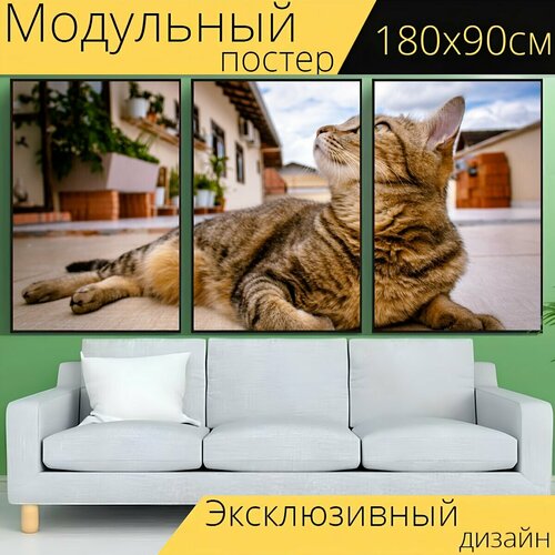 Модульный постер "Кошка, котенок, кошачий" 180 x 90 см. для интерьера