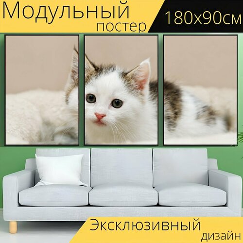 Модульный постер "Котенок, кошка ребенок, небольшой" 180 x 90 см. для интерьера
