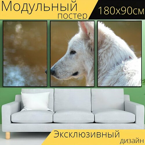 Модульный постер "Собака, пастушья собака, белый" 180 x 90 см. для интерьера