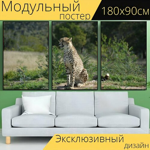 Модульный постер "Южная африка, национальный парк, кошки" 180 x 90 см. для интерьера