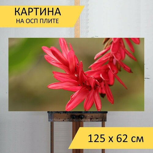 Картина на ОСП 125х62 см. "Цветок, красный, тропический" горизонтальная, для интерьера, с креплениями
