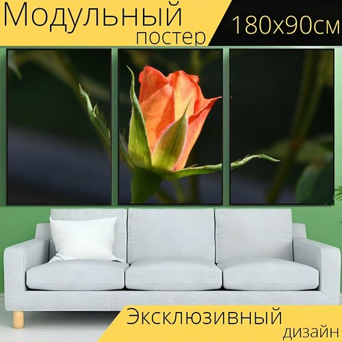 Модульный постер "Роза, цветок, бутон" 180 x 90 см. для интерьера