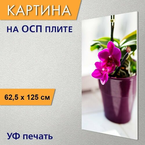 Вертикальная картина на ОСП "Орхидея, цветок, комнатные растения" 62x125 см. для интерьериа