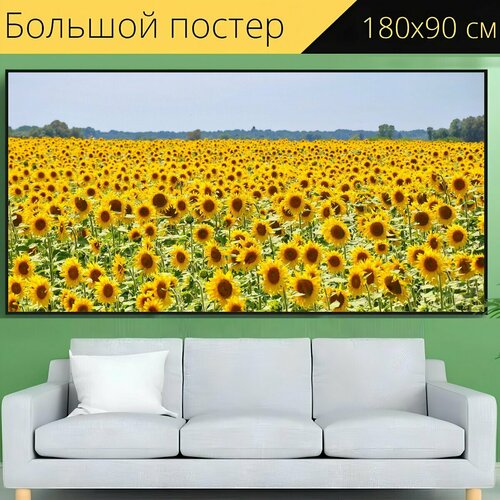 Большой постер "Подсолнечник, желтый цветок, поле подсолнечника" 180 x 90 см. для интерьера