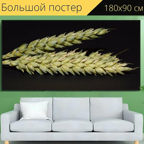 Большой постер "Пшеница, ухо, зерно" 180 x 90 см. для интерьера