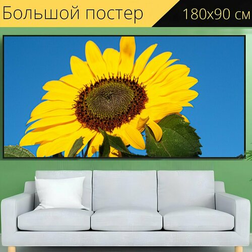 Большой постер "Подсолнечник, цветок, блум" 180 x 90 см. для интерьера