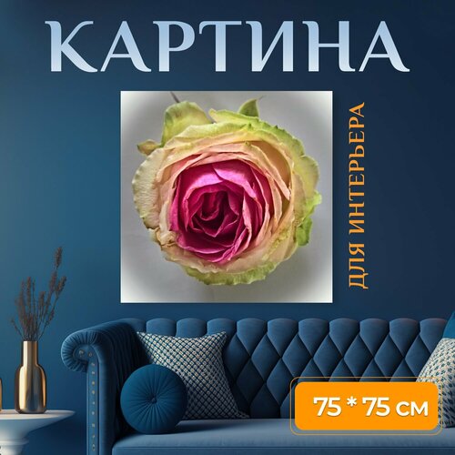 Картина на холсте "Роза, одиночный цветок, благородная роза" на подрамнике 75х75 см. для интерьера