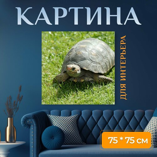 Картина на холсте "Черепаха, рептилия, животное" на подрамнике 75х75 см. для интерьера