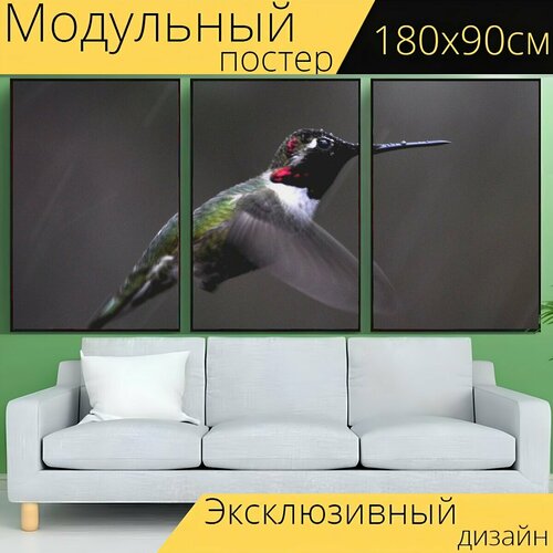 Модульный постер "Руфус, колибри, птица" 180 x 90 см. для интерьера