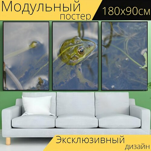 Модульный постер "Лягушка, жаба, земноводные" 180 x 90 см. для интерьера