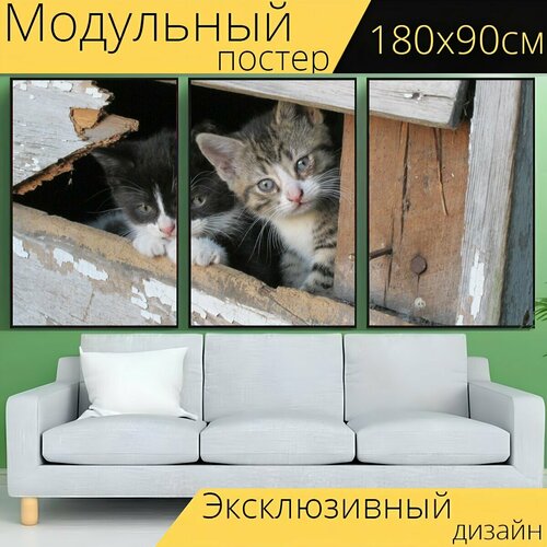 Модульный постер "Котята, сарай, кошка" 180 x 90 см. для интерьера