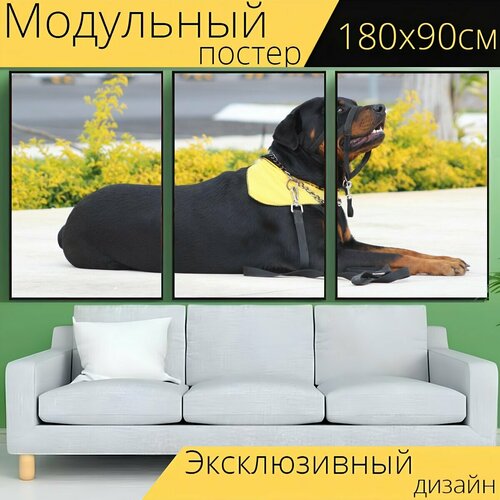 Модульный постер "Ротвейлер, дрессировка собак, хорошее поведение" 180 x 90 см. для интерьера