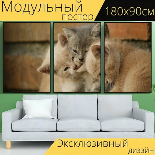 Модульный постер "Животное, кот, внутренние" 180 x 90 см. для интерьера