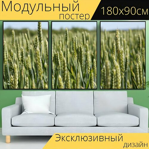 Модульный постер "Пшеница, колос, поле" 180 x 90 см. для интерьера