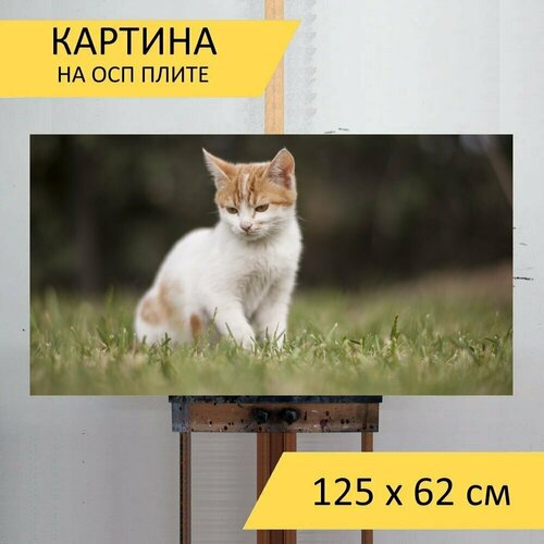 Картина на ОСП 125х62 см. "Кошка, животное, котенок" горизонтальная, для интерьера, с креплениями