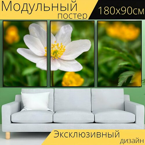 Модульный постер "Цветок, ветреница, белый цветок" 180 x 90 см. для интерьера