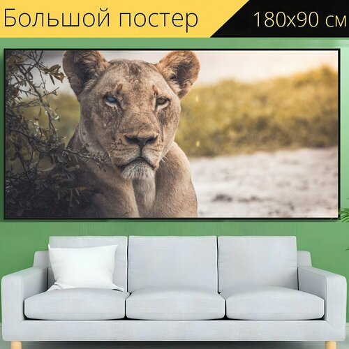 Большой постер "Лев, животное, зоопарк" 180 x 90 см. для интерьера