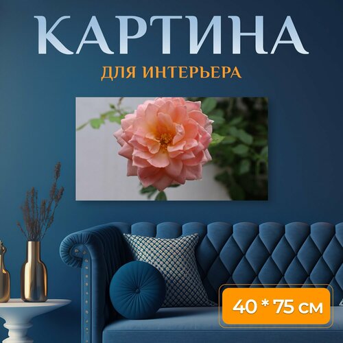Картина на холсте "Роза, цветок, маленький цветок" на подрамнике 75х40 см. для интерьера