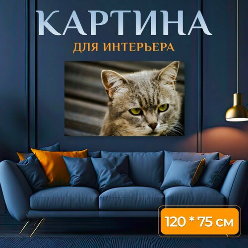 Картина на холсте "Кошка, животное, одомашненный" на подрамнике 120х75 см. для интерьера