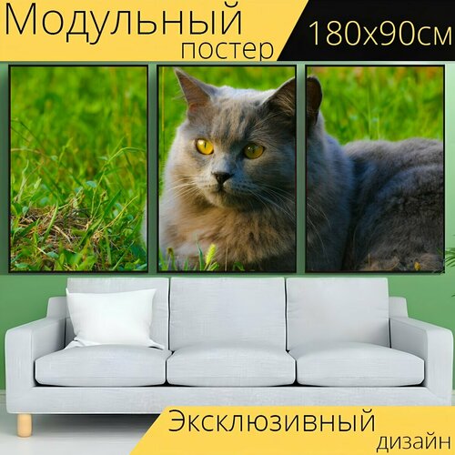 Модульный постер "Животное, милый, кошка" 180 x 90 см. для интерьера