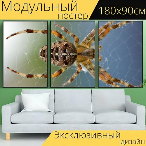 Модульный постер "Паук, животное, паутина" 180 x 90 см. для интерьера