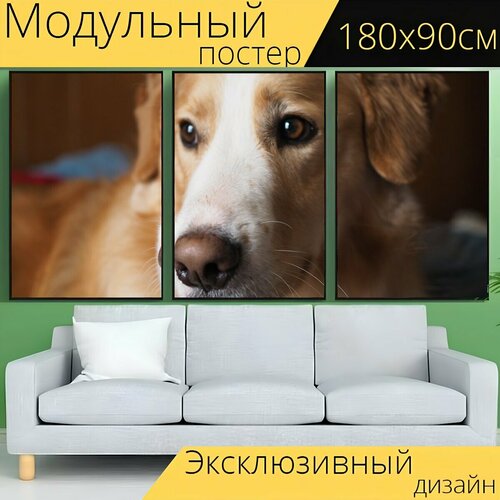 Модульный постер "Золотой, ретривер, собака" 180 x 90 см. для интерьера
