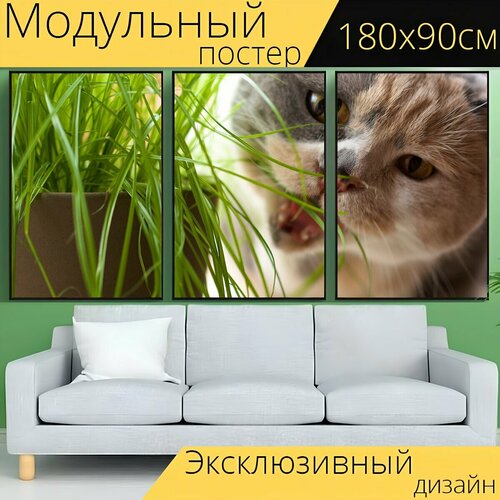 Модульный постер "Кот, трава, британская короткошерстная кошка" 180 x 90 см. для интерьера