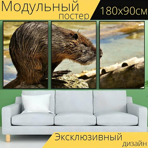Модульный постер "Бобровая крыса, нутрия, водяная крыса" 180 x 90 см. для интерьера