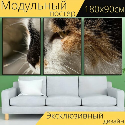 Модульный постер "Кот, млекопитающее, животное" 180 x 90 см. для интерьера