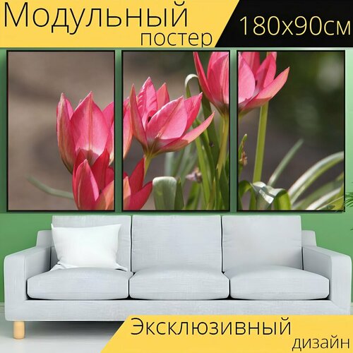 Модульный постер "Ботанический, тюльпан, розовый" 180 x 90 см. для интерьера