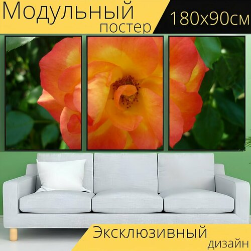 Модульный постер "Роза, сад, популярный цветок" 180 x 90 см. для интерьера