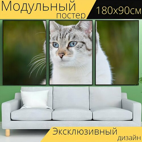 Модульный постер "Кошка, аллея кошка, трюфель кошка" 180 x 90 см. для интерьера