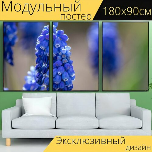 Модульный постер "Мышиный гиацинт, гадючий лук, синие цветы" 180 x 90 см. для интерьера