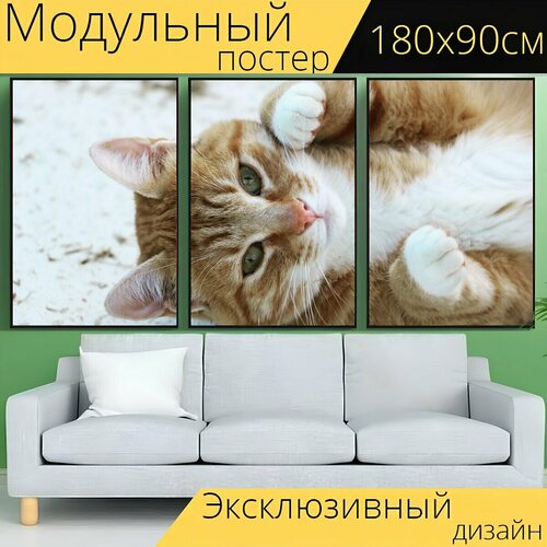 Модульный постер "Кошка, котенок, полосатый" 180 x 90 см. для интерьера