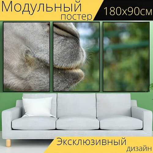 Модульный постер "Верблюд, пасть, нос" 180 x 90 см. для интерьера
