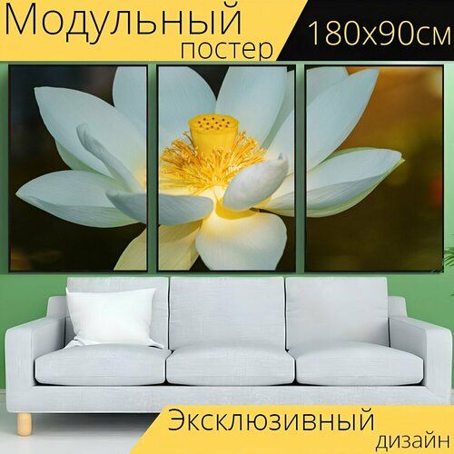 Модульный постер "Цветок лотоса, цветок, белый" 180 x 90 см. для интерьера