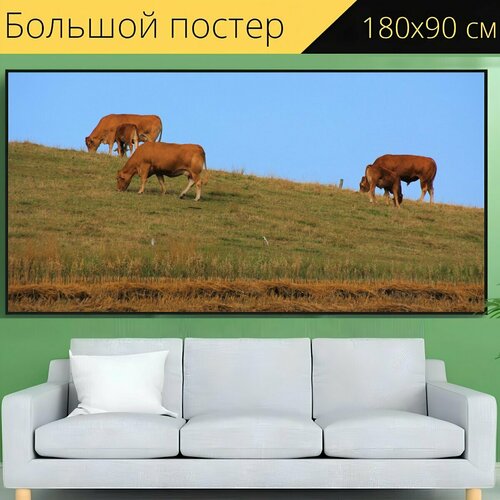 Большой постер "Коровы, крупный рогатый скот, пастбище" 180 x 90 см. для интерьера