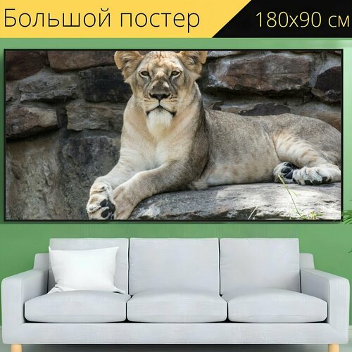Большой постер "Лев, животное, зоопарк" 180 x 90 см. для интерьера