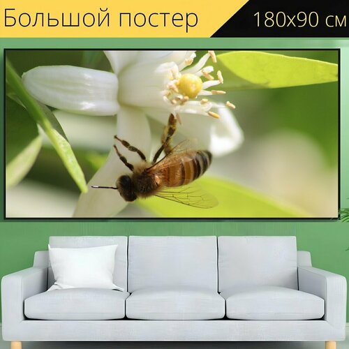 Большой постер "Пчела, цветочная пыльца, цветок" 180 x 90 см. для интерьера