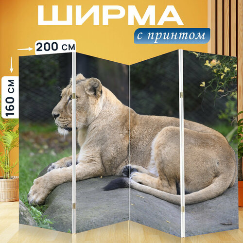 Ширма перегородка с принтом "Львица, зоопарк, хищник" на холсте - 200x160 см. для зонирования, раскладная