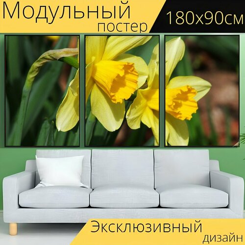 Модульный постер "Нарциссы, цветы, желтые цветы" 180 x 90 см. для интерьера