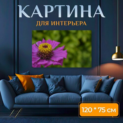Картина на холсте "Цинния, цветок, завод" на подрамнике 120х75 см. для интерьера