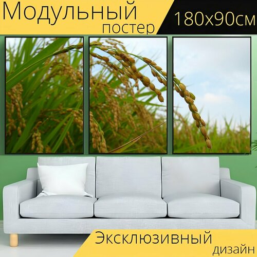 Модульный постер "Рис уха, осень, урожай" 180 x 90 см. для интерьера