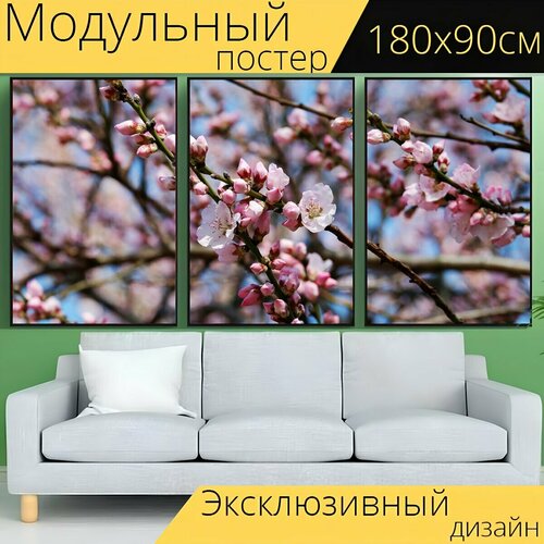 Модульный постер "Японская вишня, расцветает, розовый" 180 x 90 см. для интерьера