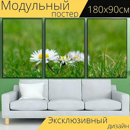 Модульный постер "Маргаритка, цветок, весна" 180 x 90 см. для интерьера