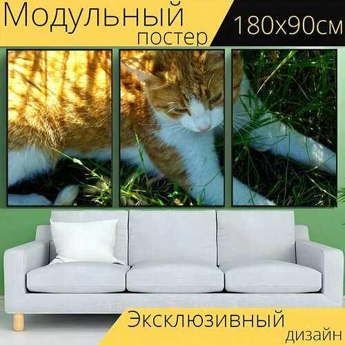 Модульный постер "Кот, кошка, рыжий кот" 180 x 90 см. для интерьера