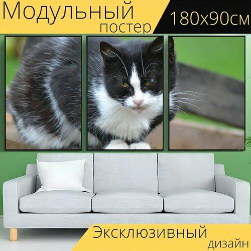 Модульный постер "Животное, кошка, черный" 180 x 90 см. для интерьера